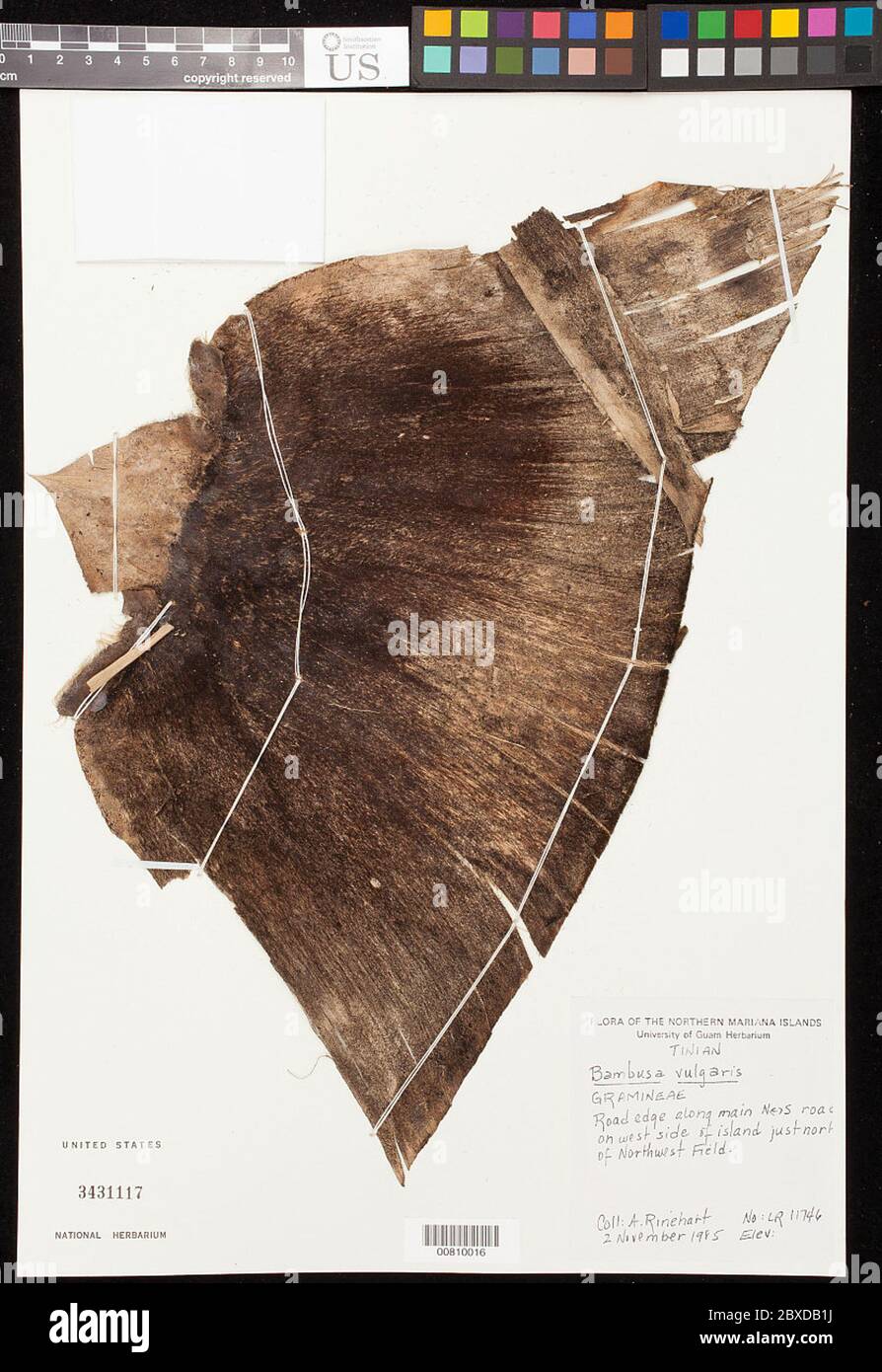 Bambusa vulgaris Schrad ex JC Wendl Bambusa vulgaris Schrad ex JC Wendl ...