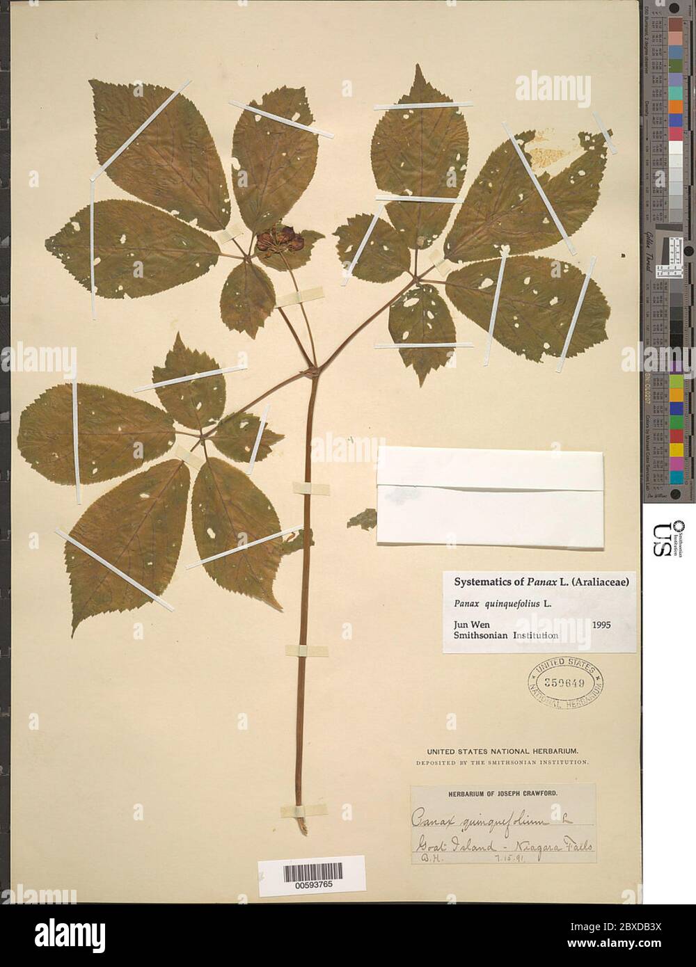 Panax quinquefolius L Panax quinquefolius L Stock Photo - Alamy