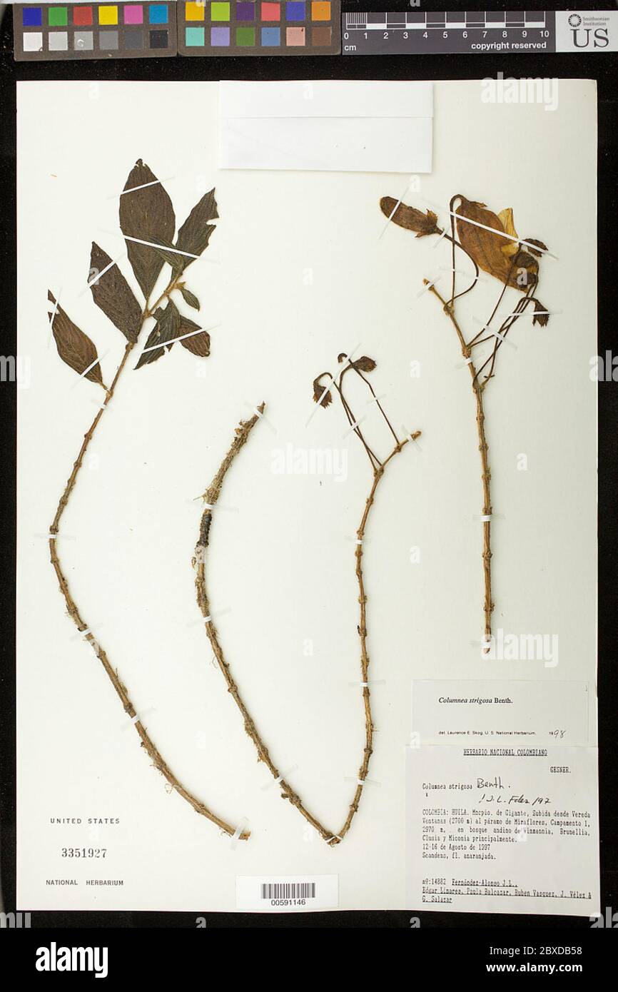 Columnea strigosa Benth Columnea strigosa Benth Stock Photo - Alamy