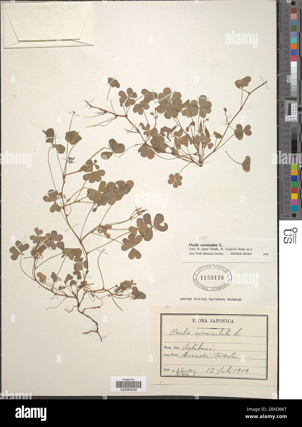Oxalis corniculata not blossom hi-res stock photography and images - Alamy