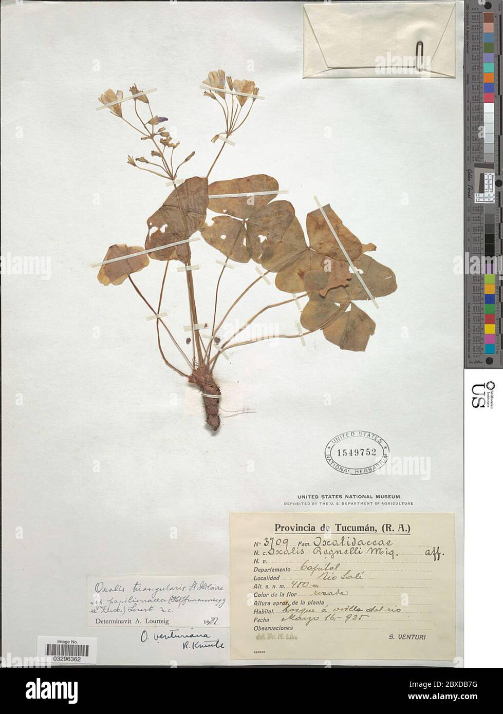 Oxalis triangularis subsp papilionacea Hoffmanns ex Zucc Lourteig ...