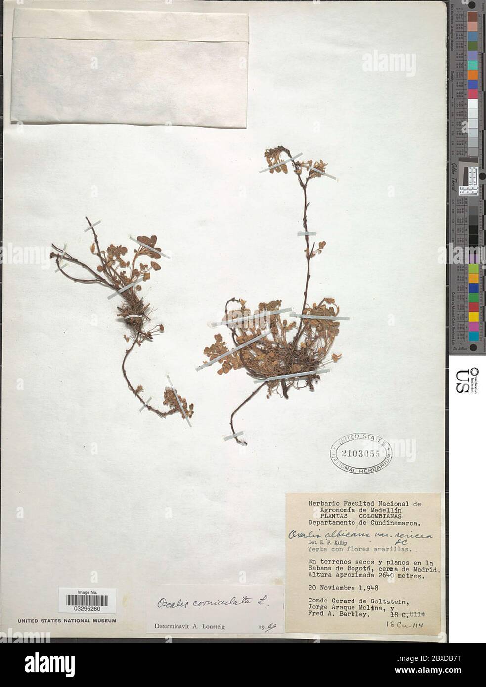 Oxalis corniculata L Oxalis corniculata L Stock Photo - Alamy