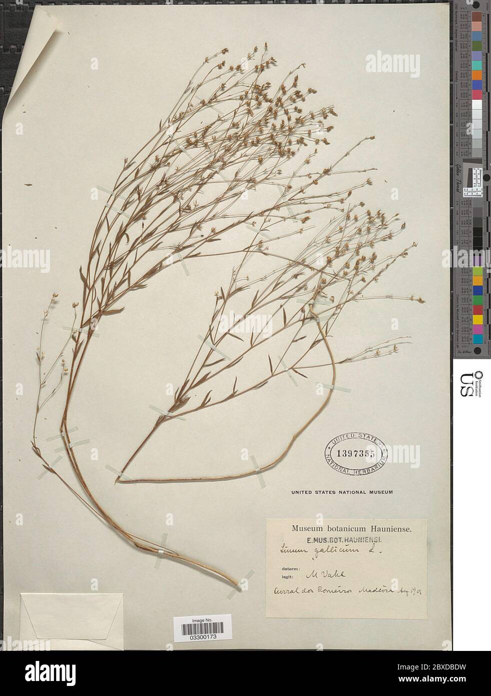 Linum gallicum L Linum gallicum L Stock Photo - Alamy