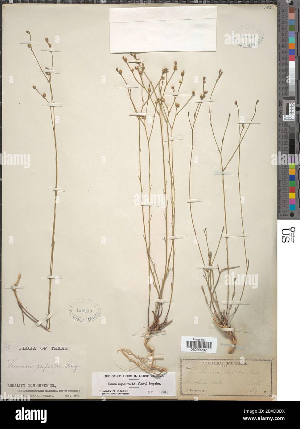 Linum rupestre Engelm Linum rupestre Engelm Stock Photo - Alamy