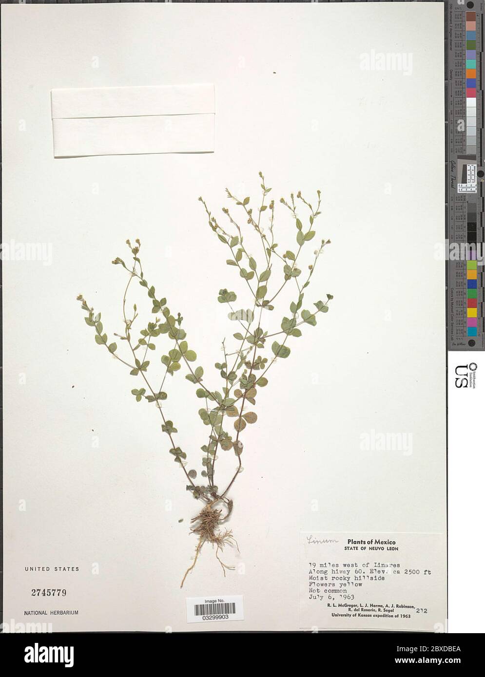 Linum sp Linum sp Stock Photo - Alamy