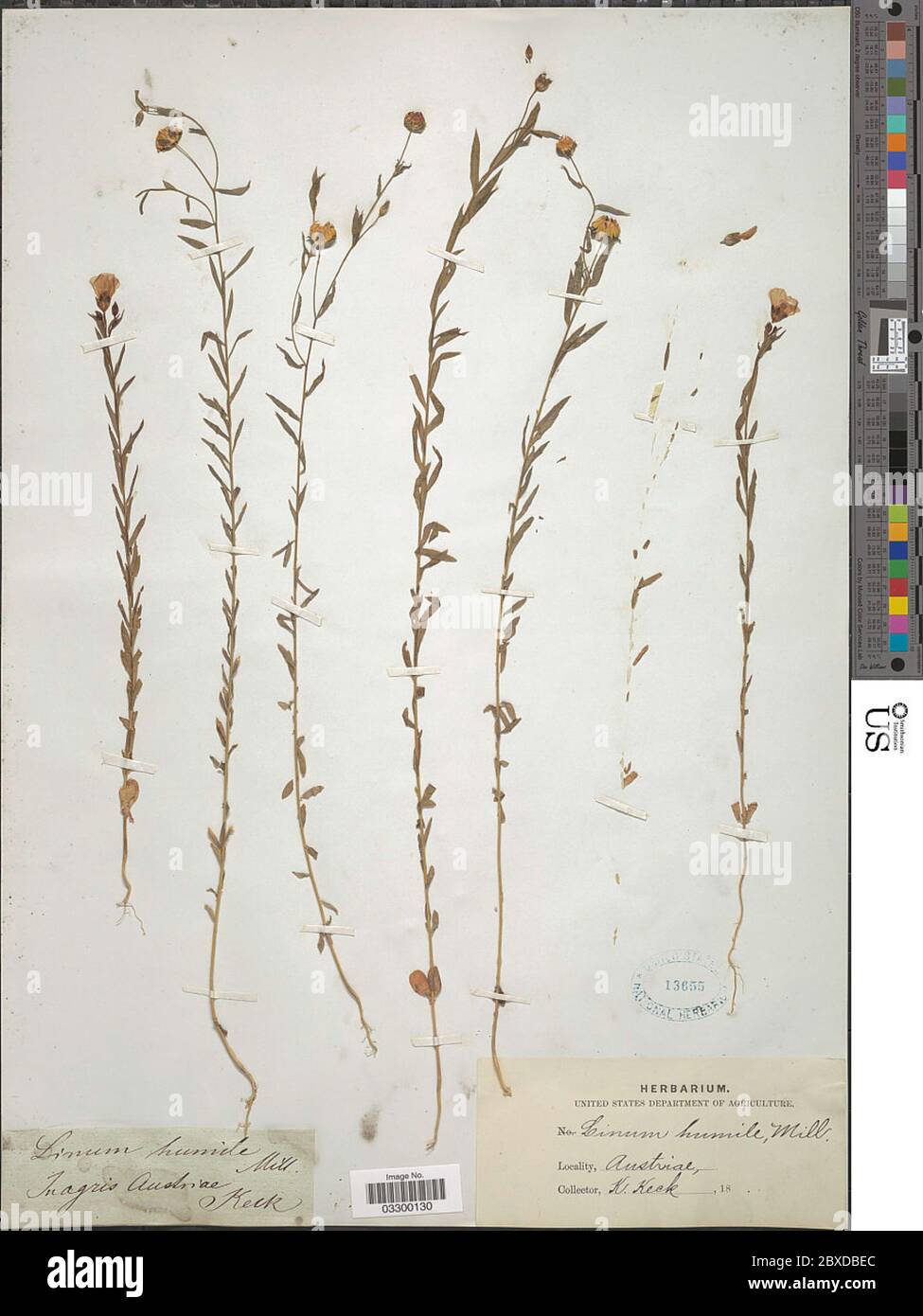 Linum humile Mill Linum humile Mill Stock Photo - Alamy