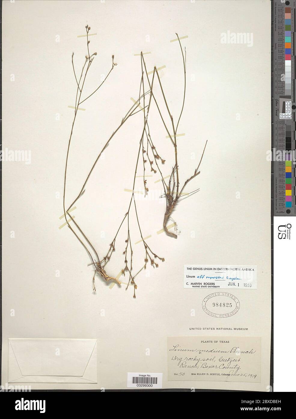 Linum rupestre Engelm Linum rupestre Engelm Stock Photo - Alamy