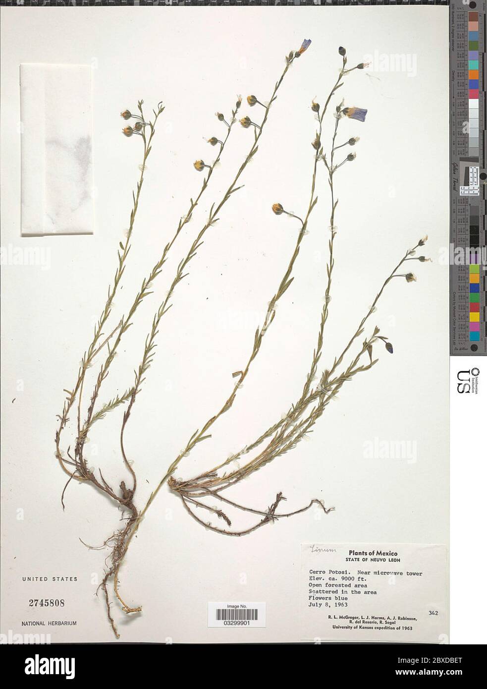 Linum Sp High Resolution Stock Photography and Images - Alamy