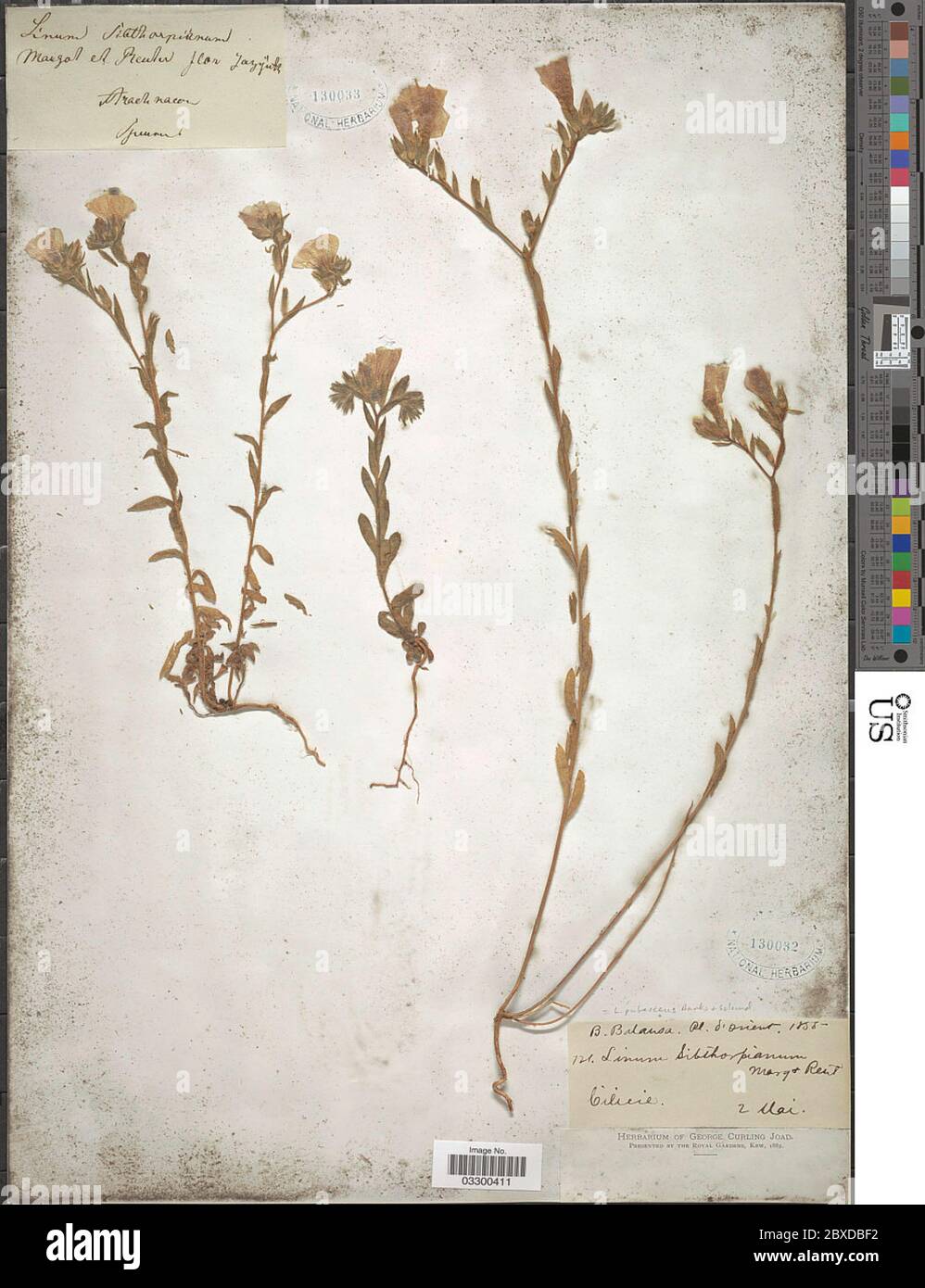 Linum pubescens Sol Banks Linum pubescens Sol Banks Stock Photo - Alamy