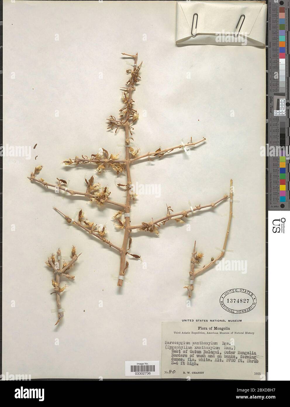 Xanthoxylum hi-res stock photography and images - Alamy