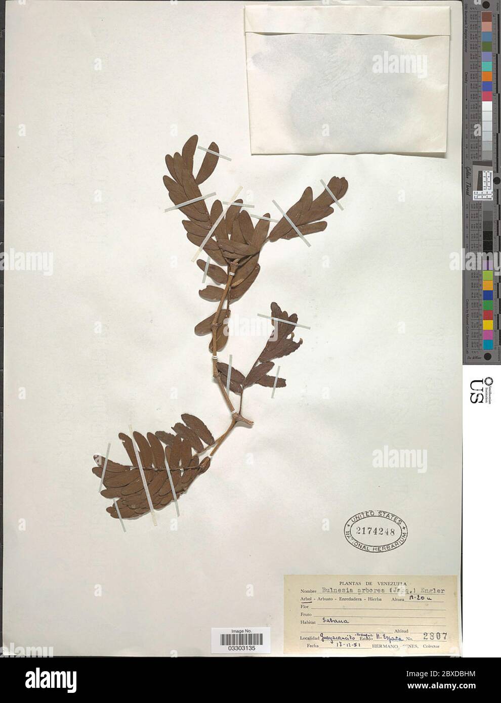 Bulnesia hi-res stock photography and images - Alamy