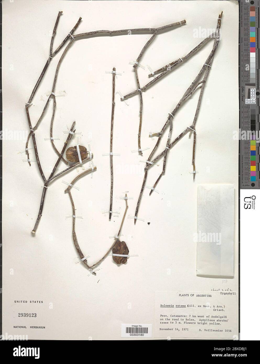 Bulnesia retama Bulnesia retama Stock Photo - Alamy