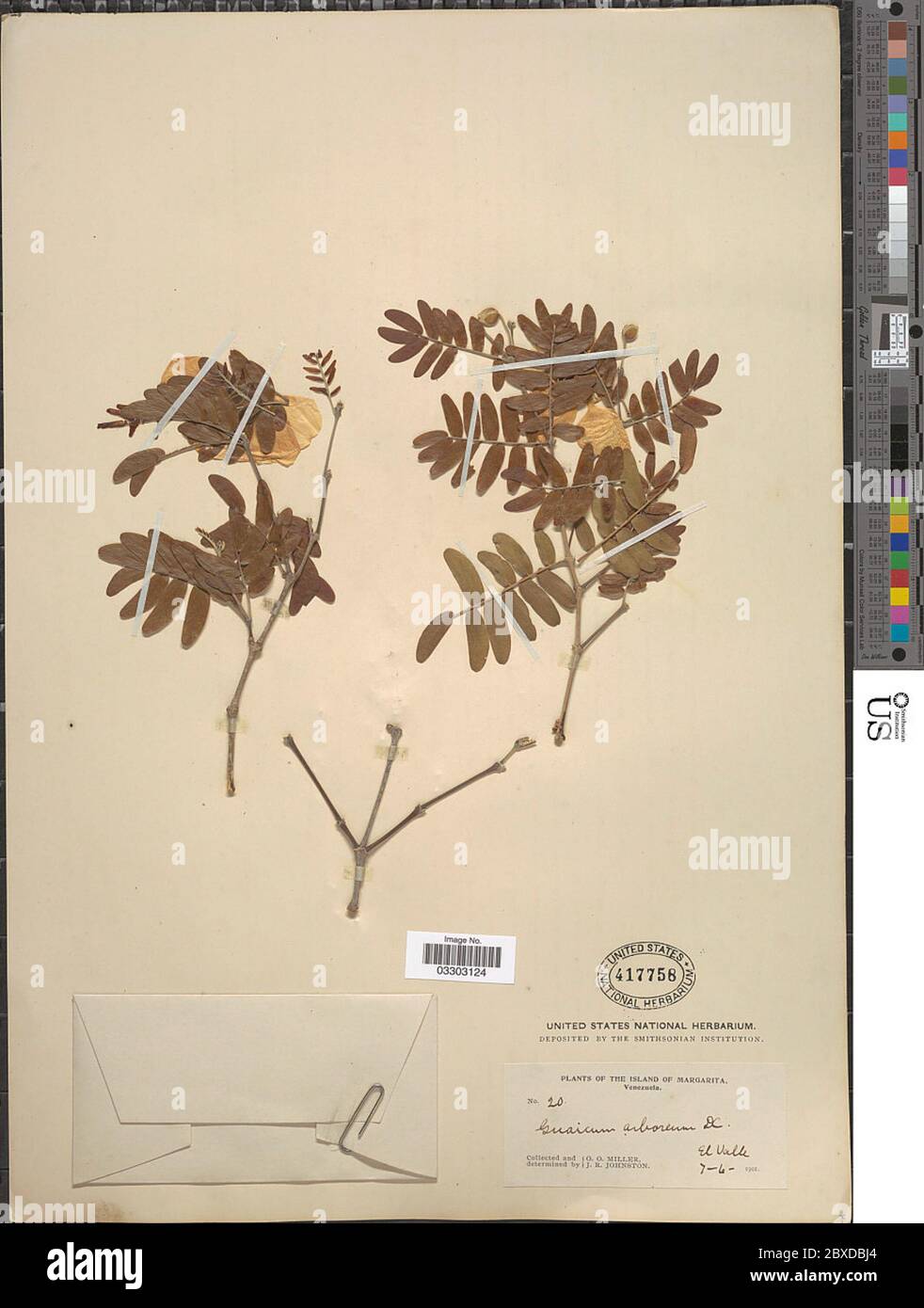 Bulnesia hi-res stock photography and images - Alamy