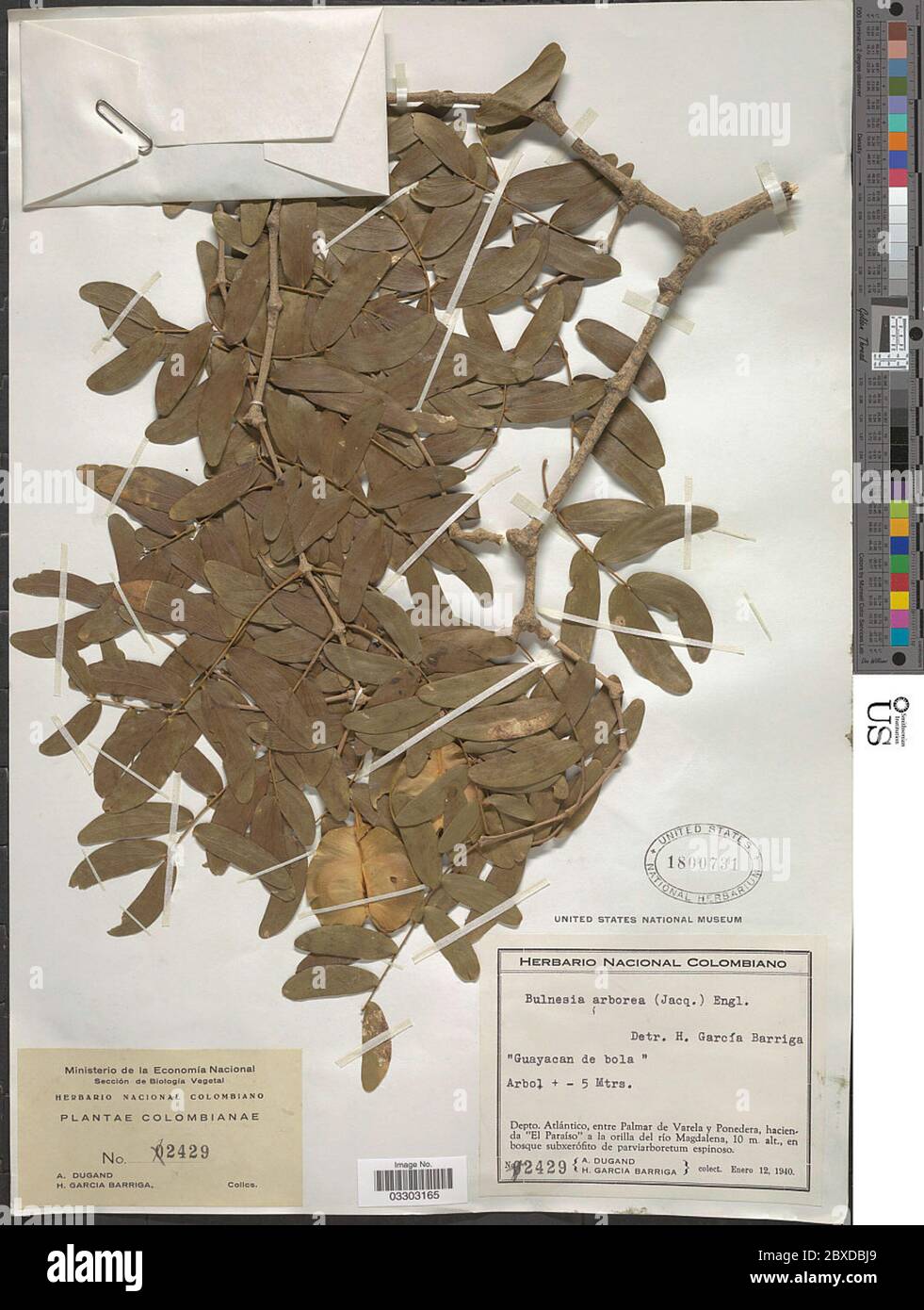 Bulnesia arborea Bulnesia arborea Stock Photo - Alamy