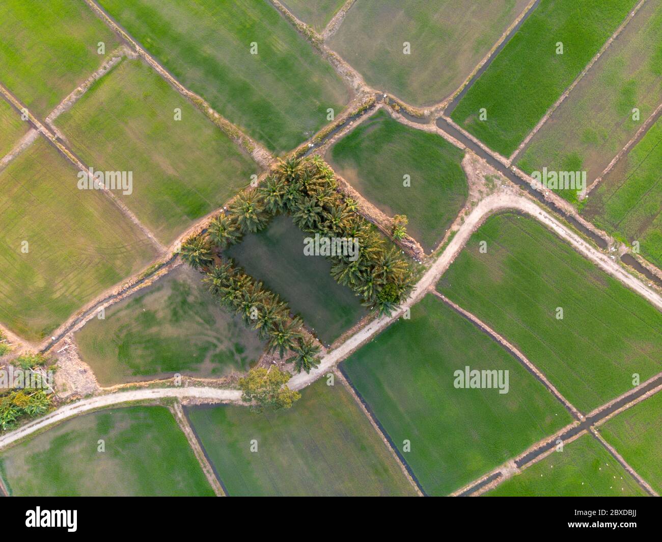 Aerial view of green paddy field at countryside of Malaysia Stock Photo ...