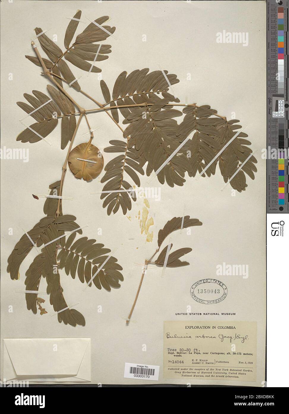 Bulnesia arborea Bulnesia arborea Stock Photo - Alamy