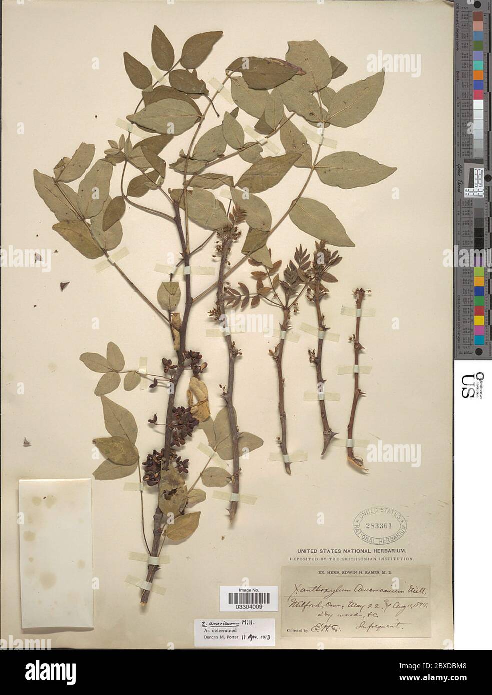 Zanthoxylum americanum hi-res stock photography and images - Alamy