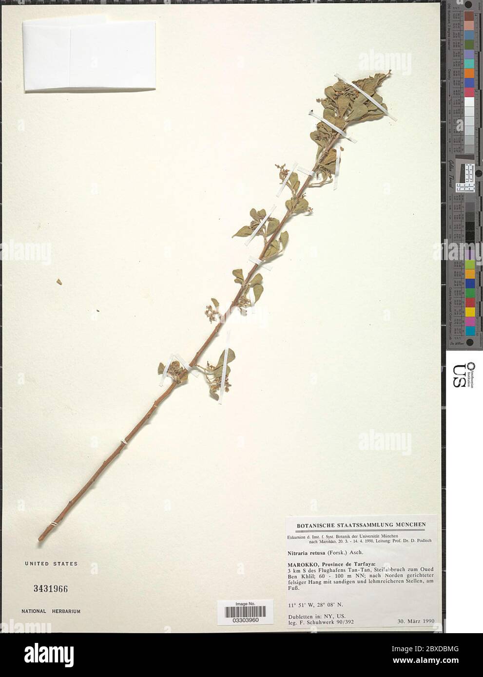 Nitraria hi-res stock photography and images - Alamy