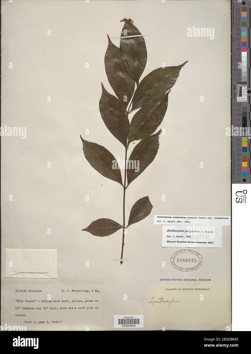 Zanthoxylum acuminatum Zanthoxylum acuminatum Stock Photo - Alamy