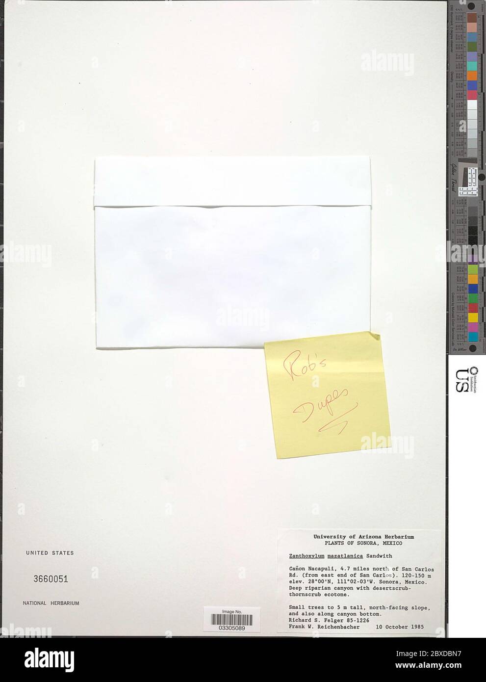 Zanthoxylum mazatlanum Sandwith Zanthoxylum mazatlanum Sandwith Stock ...