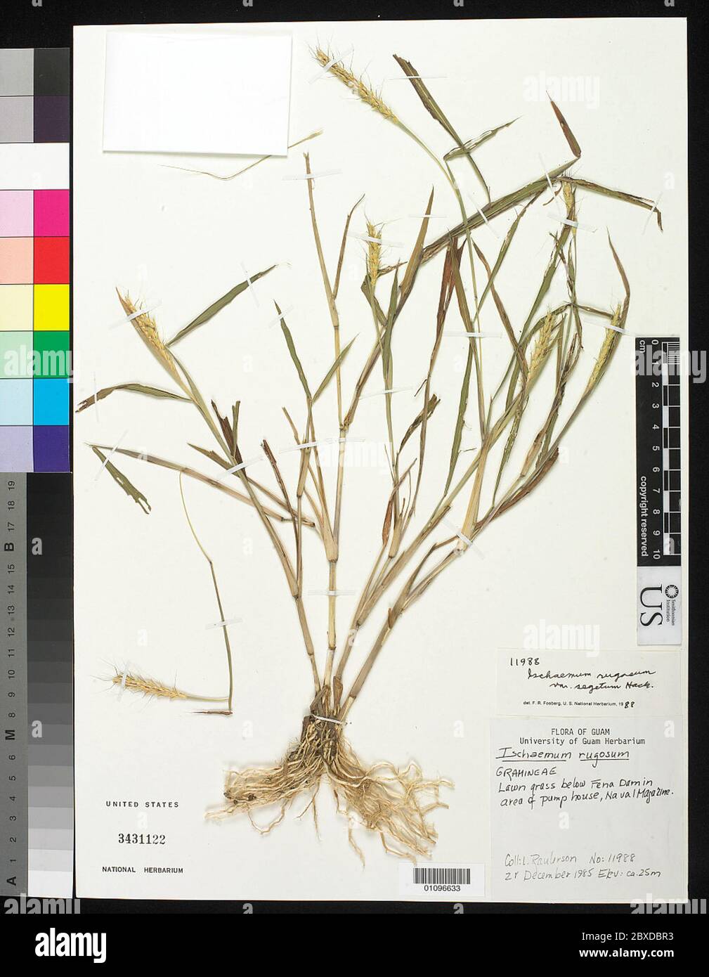 Ischaemum rugosum Salisb Ischaemum rugosum Salisb Stock Photo - Alamy