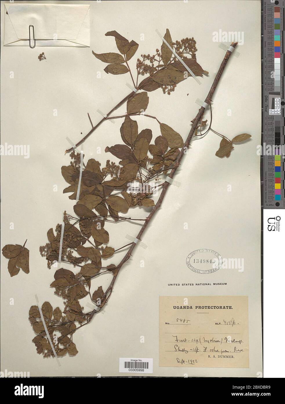 Zanthoxylum zanthoxylum sp hi-res stock photography and images - Alamy