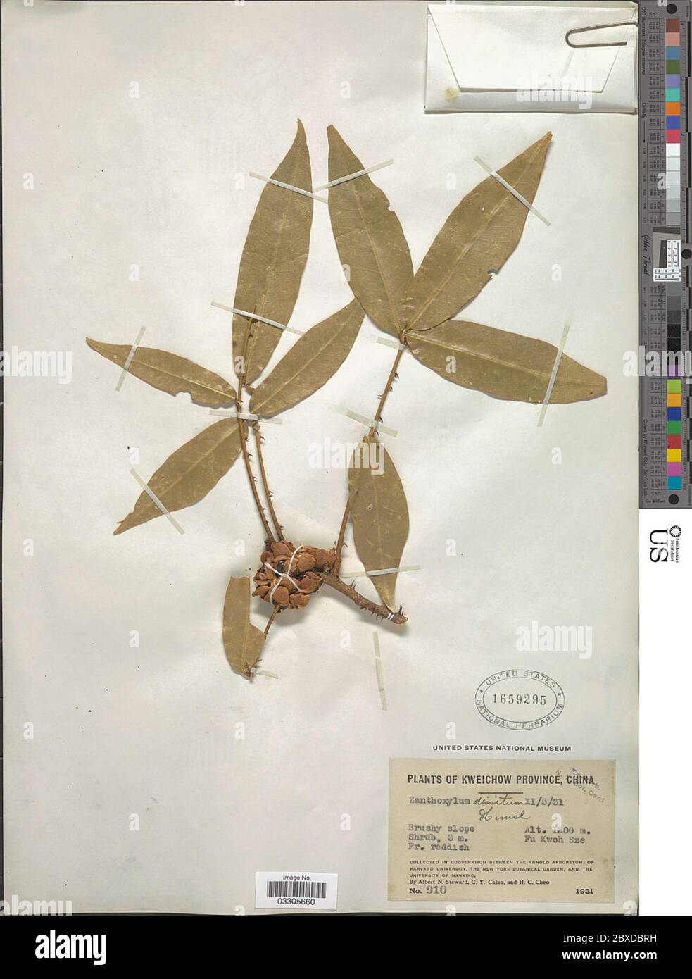 Zanthoxylum dissitum Hemsl Zanthoxylum dissitum Hemsl Stock Photo - Alamy