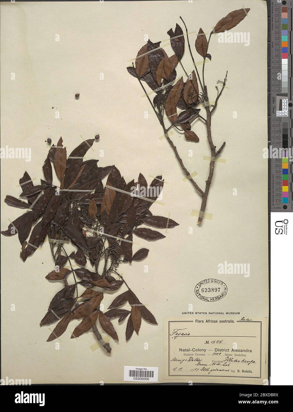 Zanthoxylum zanthoxylum sp hi-res stock photography and images - Alamy