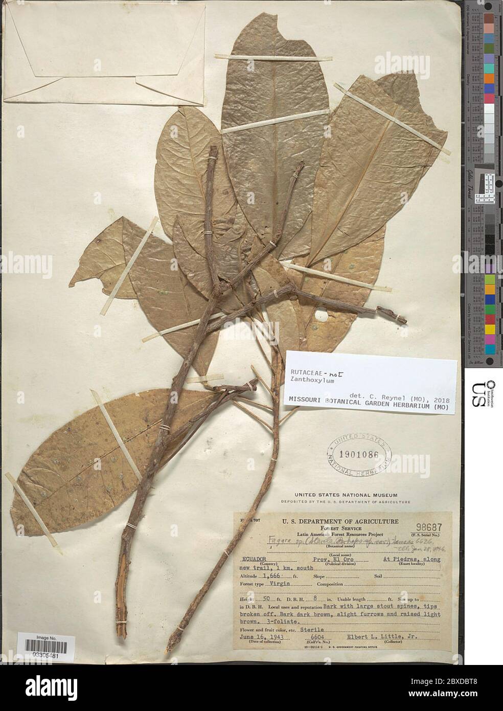 Zanthoxylum zanthoxylum sp hi-res stock photography and images - Alamy