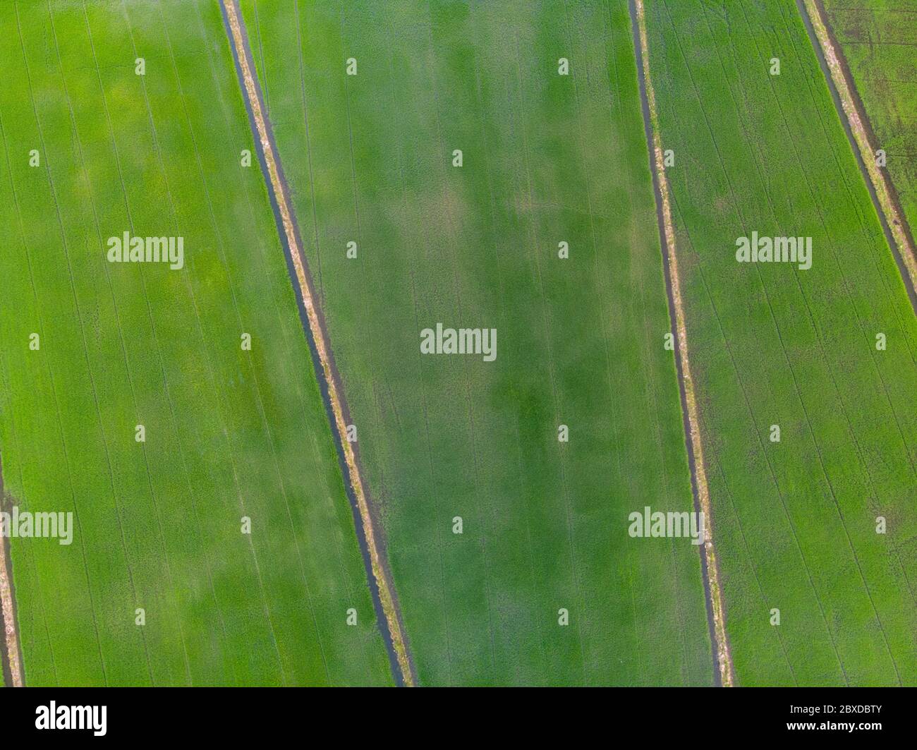 Aerial view of green paddy field at countryside of Malaysia Stock Photo ...