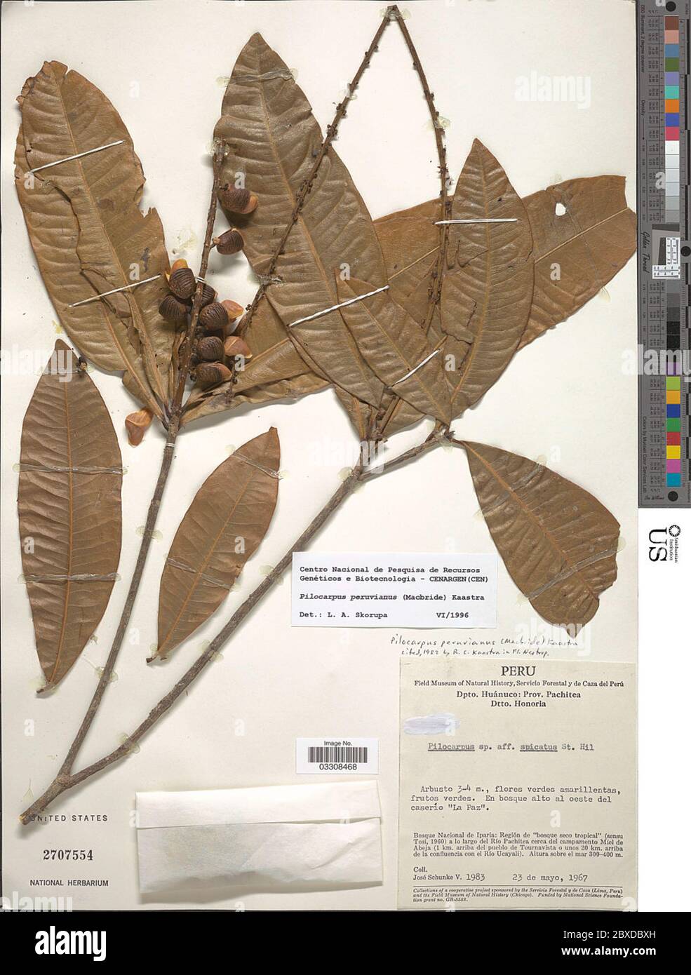 Pilocarpus peruvianus JF Macbr Kaastra Pilocarpus peruvianus JF Macbr ...