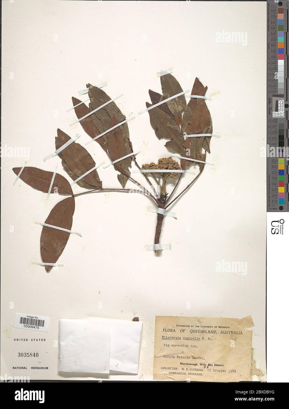 Flindersia australis Flindersia australis Stock Photo - Alamy