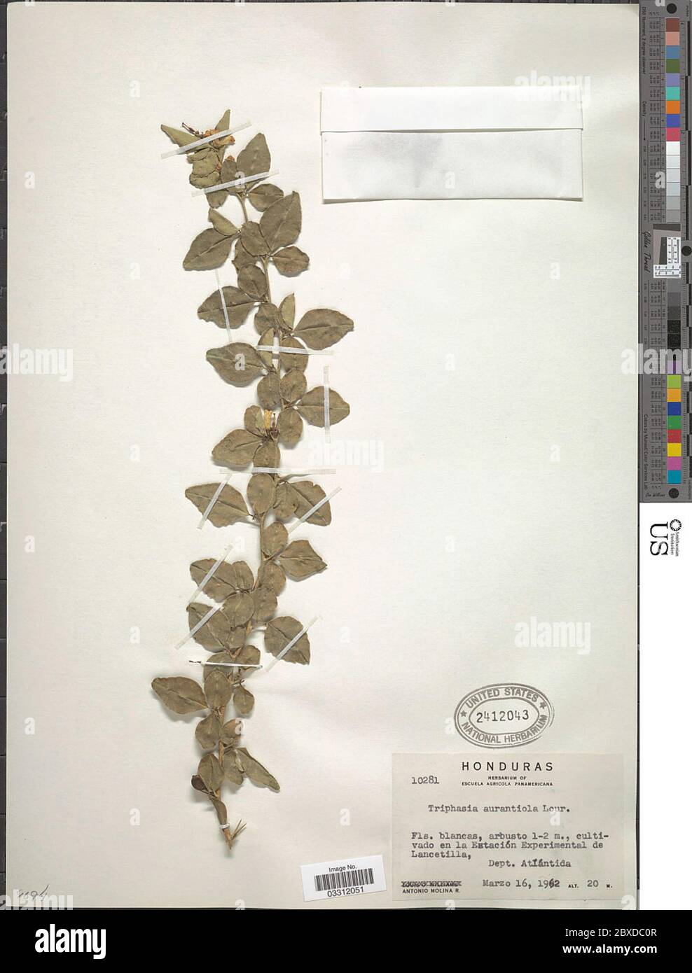 Triphasia aurantiola Lour Triphasia aurantiola Lour Stock Photo - Alamy