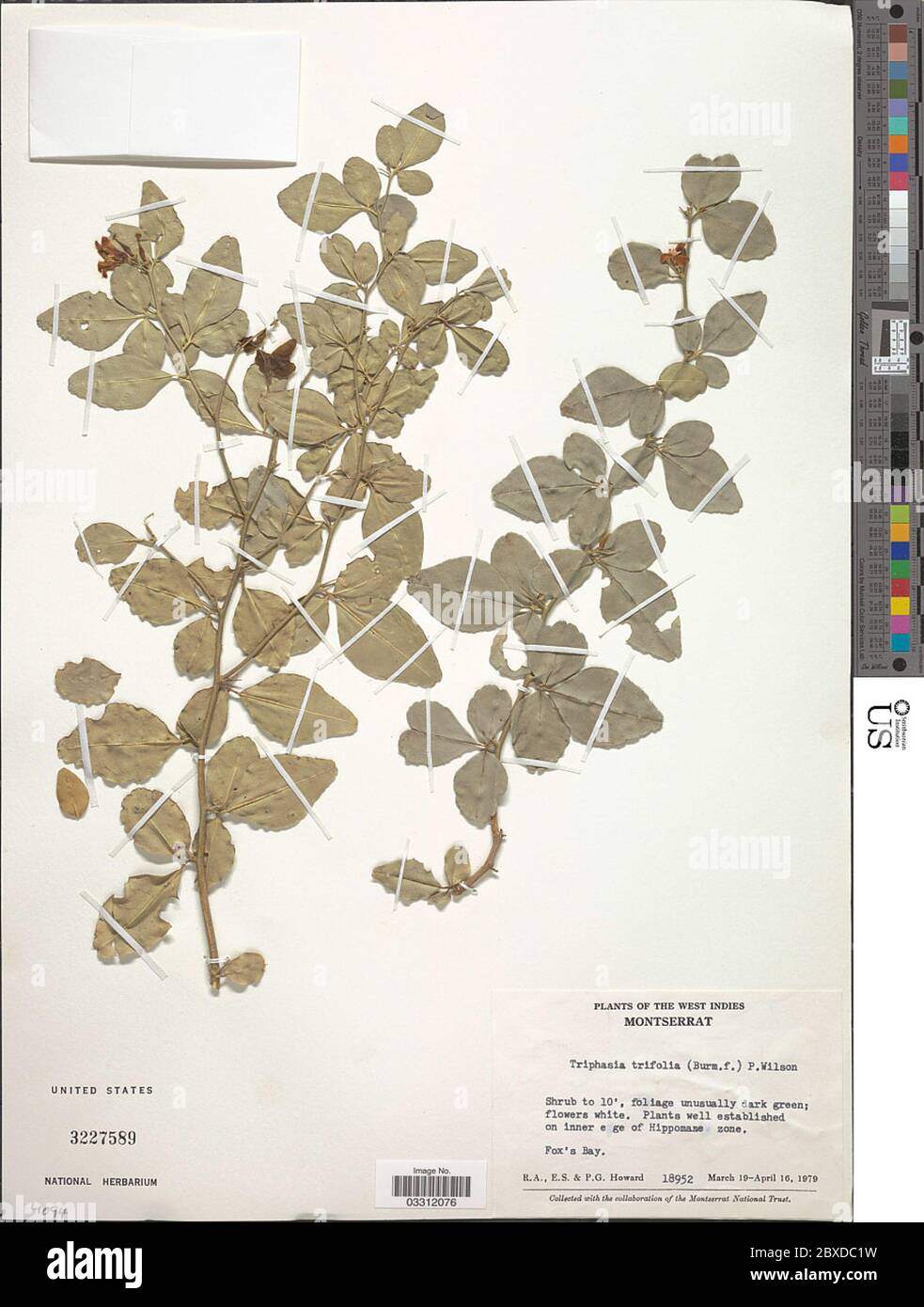 Triphasia trifoliata DC Triphasia trifoliata DC Stock Photo - Alamy