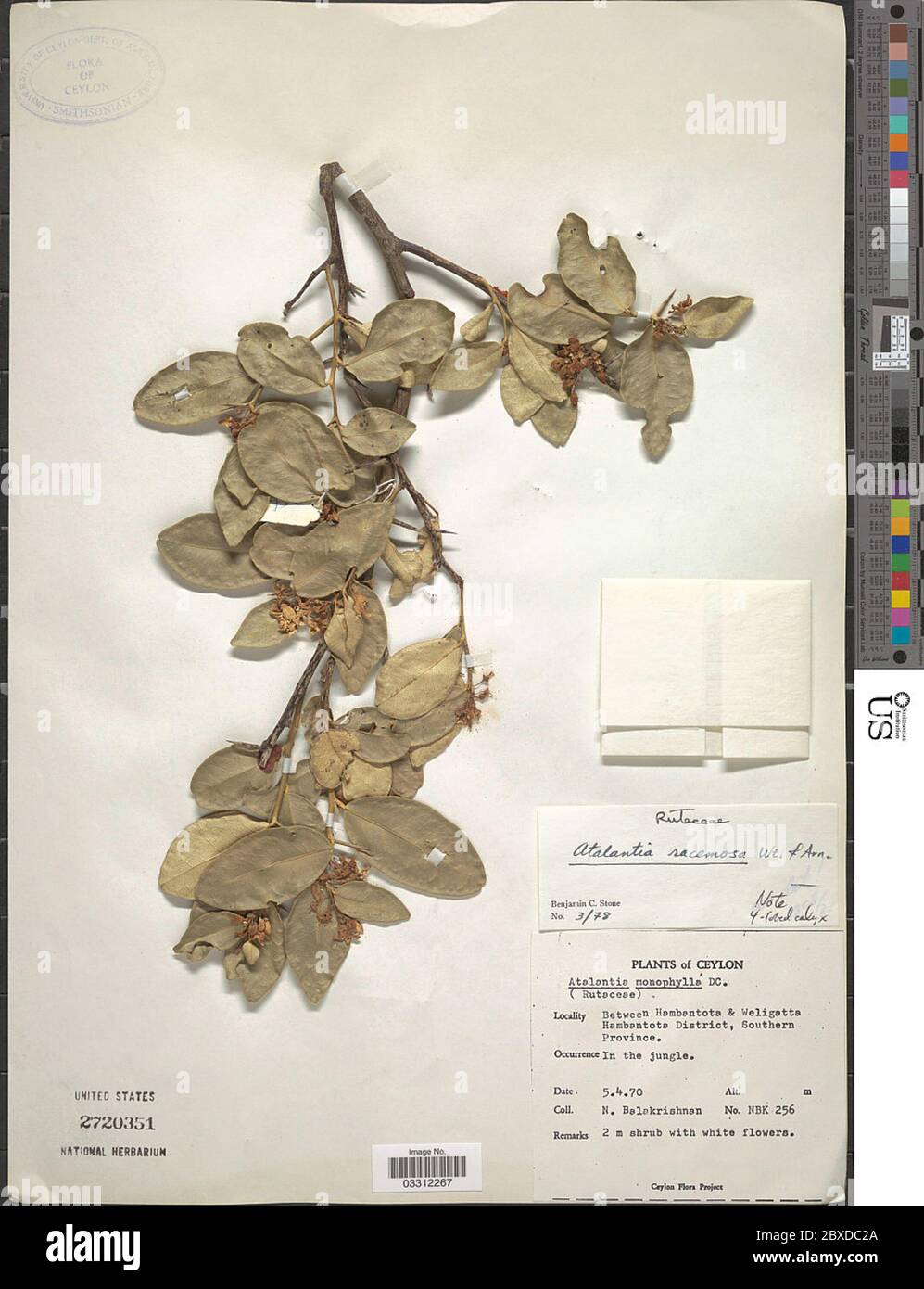Atalantia racemosa Wight ex Hook Atalantia racemosa Wight ex Hook Stock ...