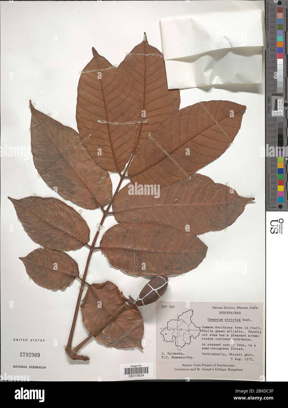 Canarium strictum Roxb Canarium strictum Roxb Stock Photo - Alamy