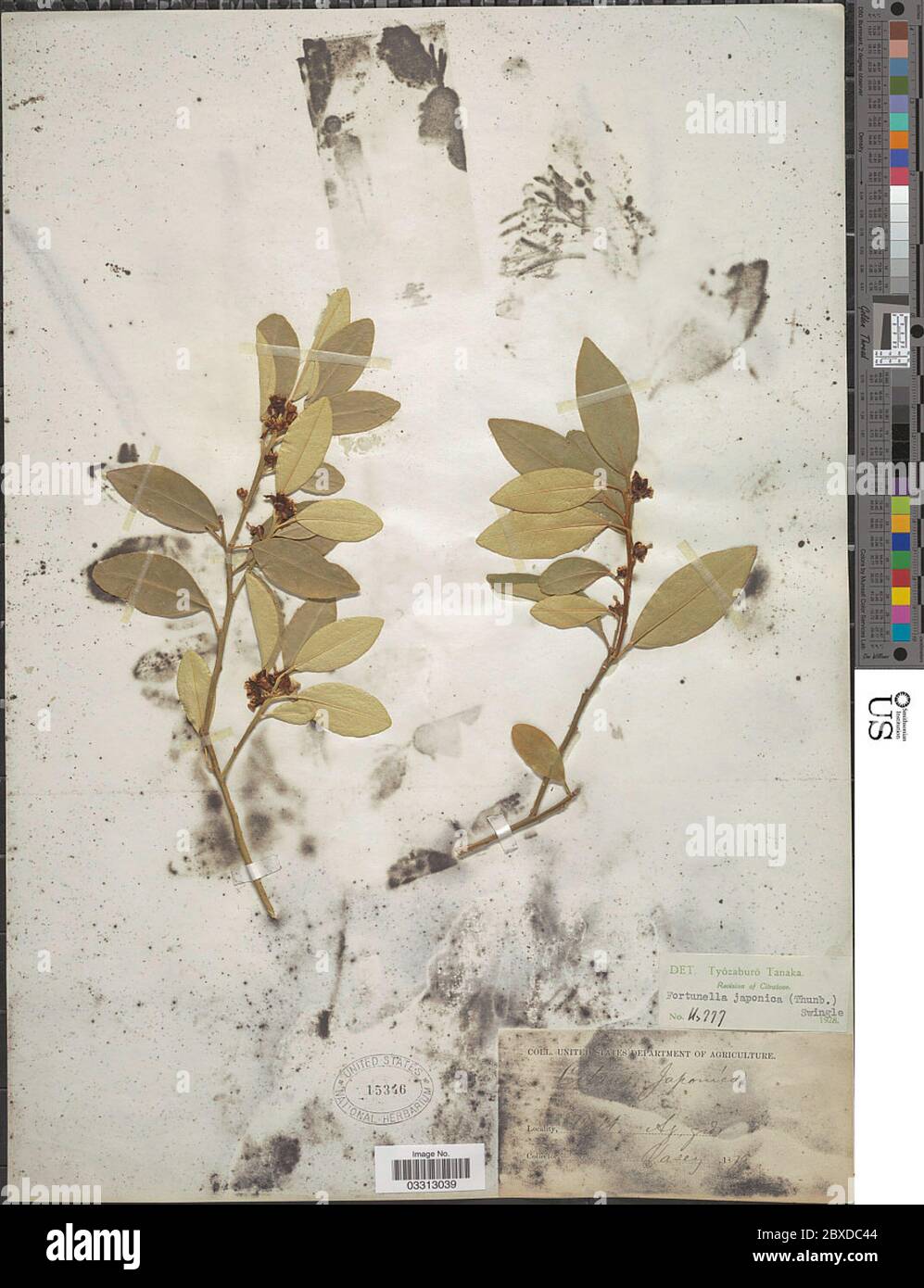 Fortunella japonica thunb hi-res stock photography and images - Alamy