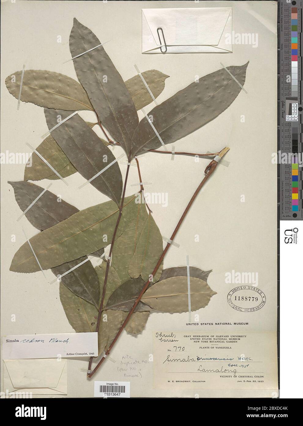 Simaba cedron Planch Simaba cedron Planch Stock Photo - Alamy