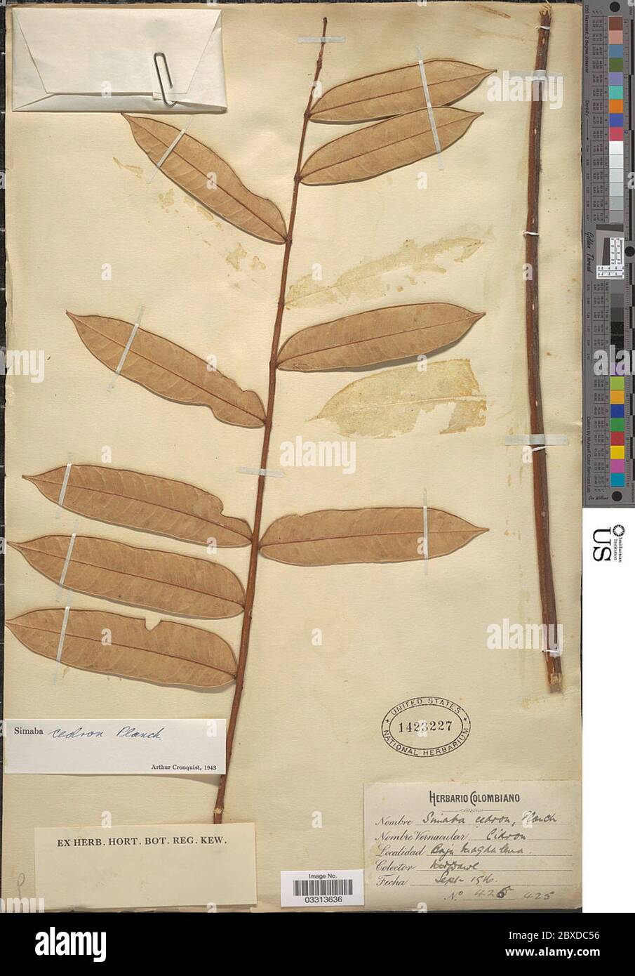 Simaba cedron Planch Simaba cedron Planch Stock Photo - Alamy