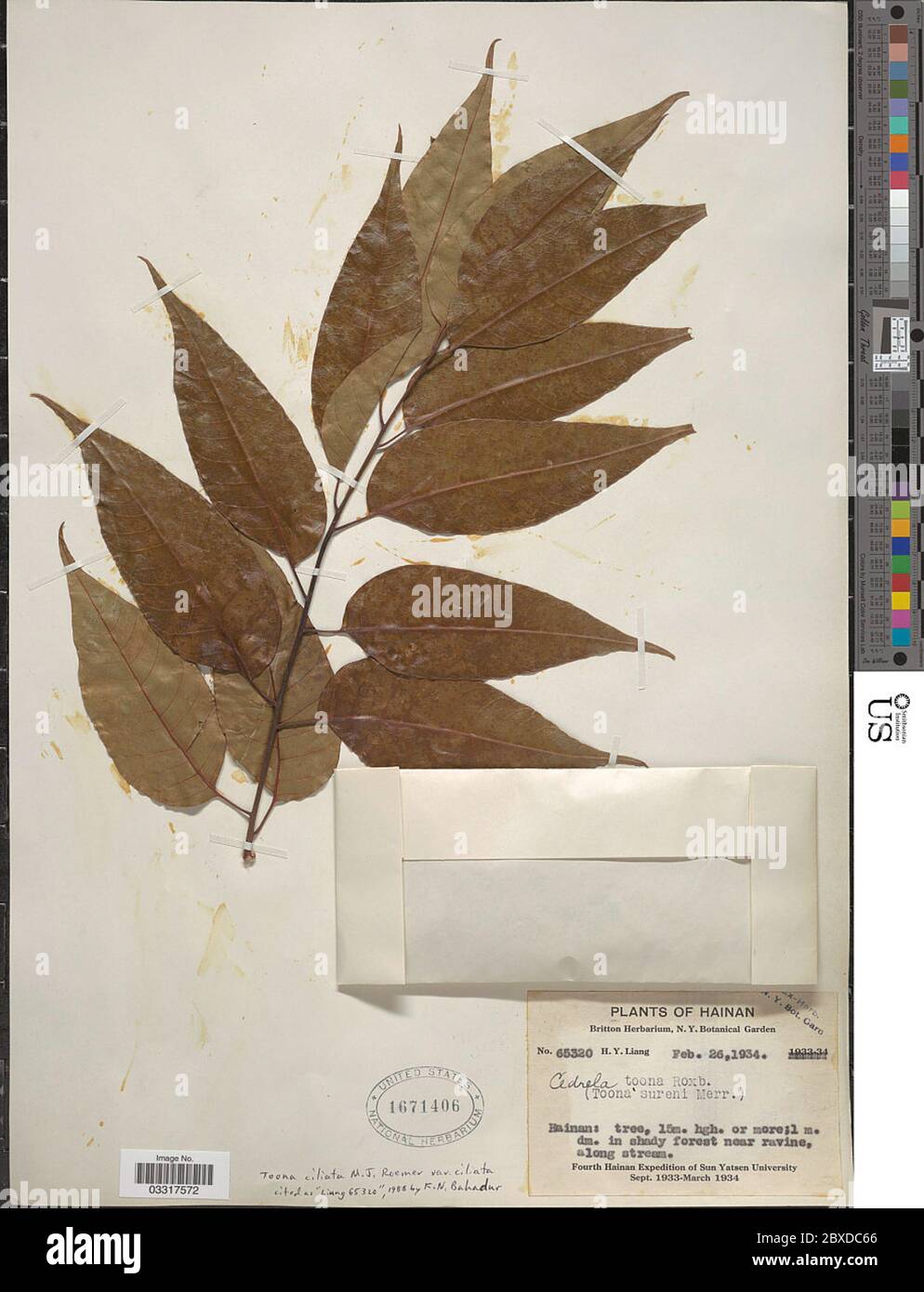 Toona ciliata M Roem Toona ciliata M Roem Stock Photo - Alamy