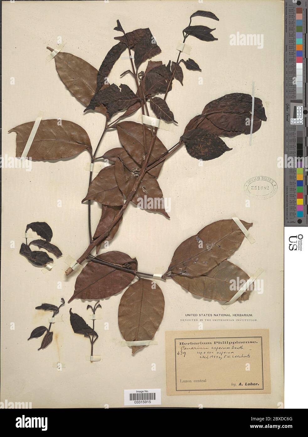 Canarium asperum Benth Canarium asperum Benth Stock Photo - Alamy