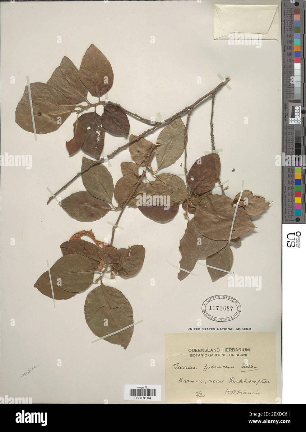 Turraea pubescens Hell Turraea pubescens Hell Stock Photo - Alamy