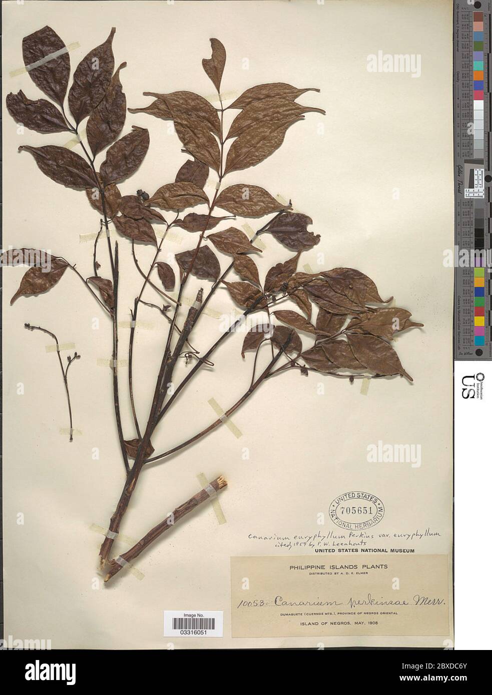Canarium euryphyllum hi-res stock photography and images - Alamy