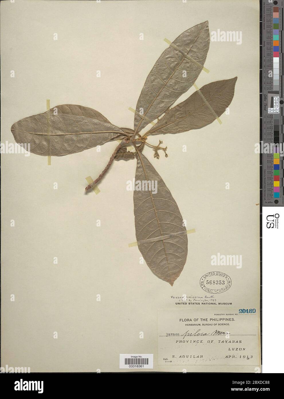 Vavaea amicorum Benth Vavaea amicorum Benth Stock Photo - Alamy