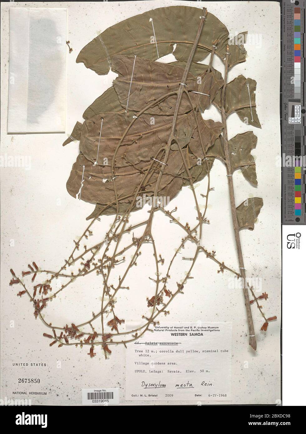 Maota tree hi-res stock photography and images - Alamy