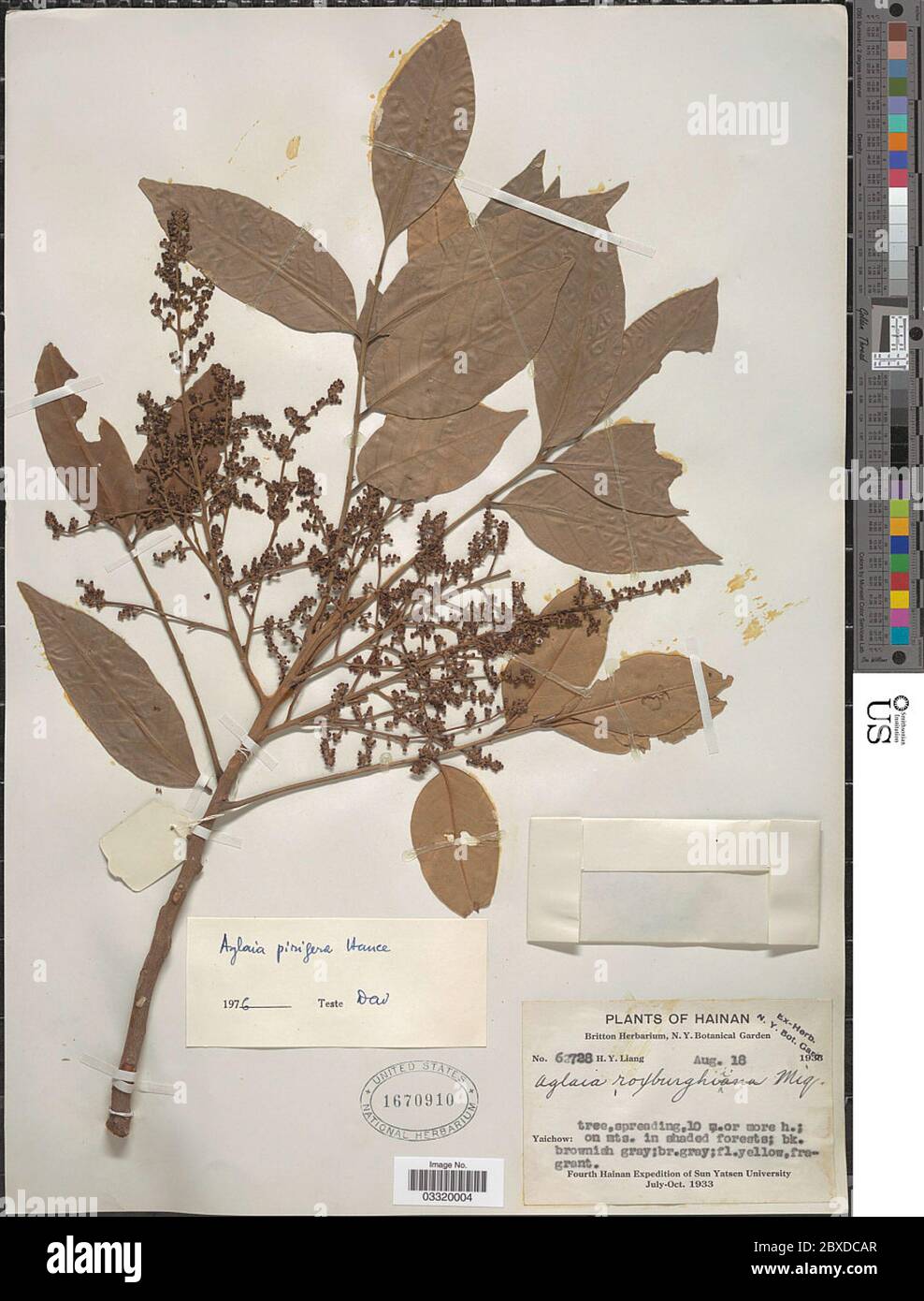 Aglaia edulis hi-res stock photography and images - Alamy
