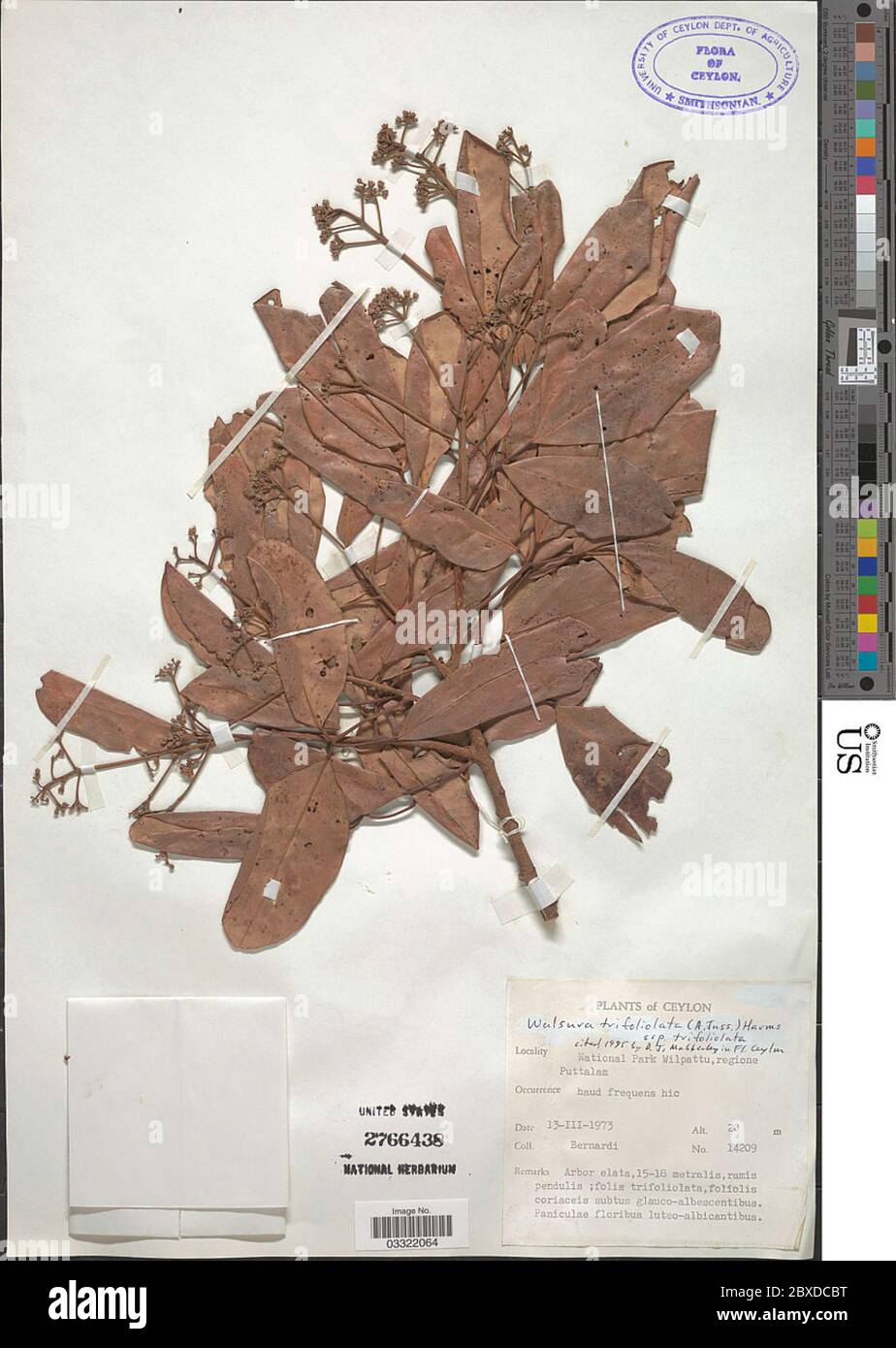 Walsura trifoliolata Walsura trifoliolata Stock Photo - Alamy