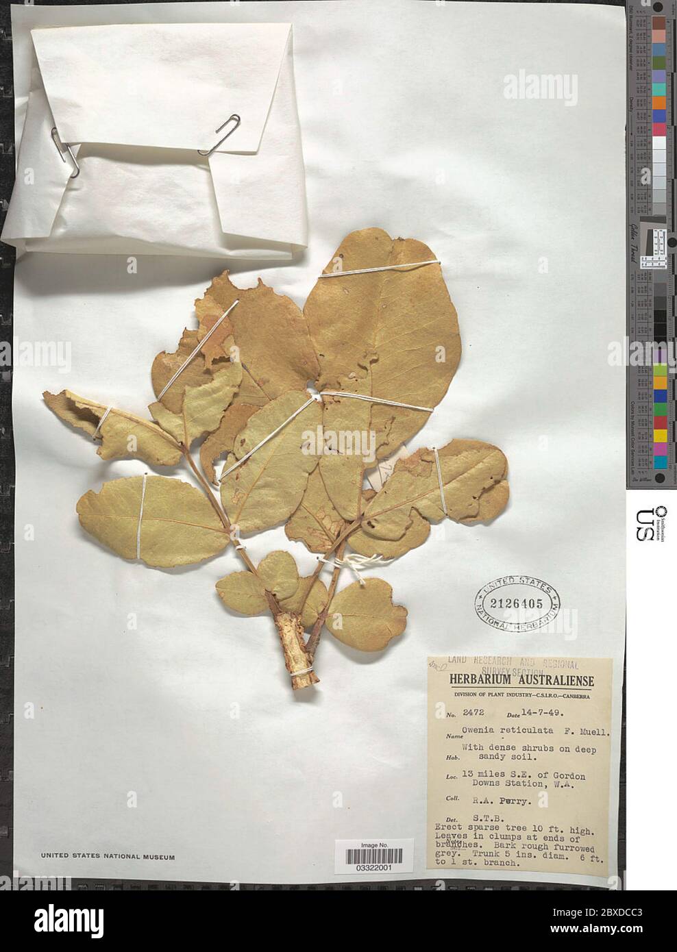 Owenia reticulata F Muell Owenia reticulata F Muell Stock Photo - Alamy