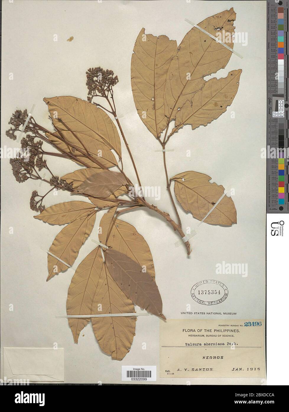 Walsura pinnata Hassk Walsura pinnata Hassk Stock Photo - Alamy