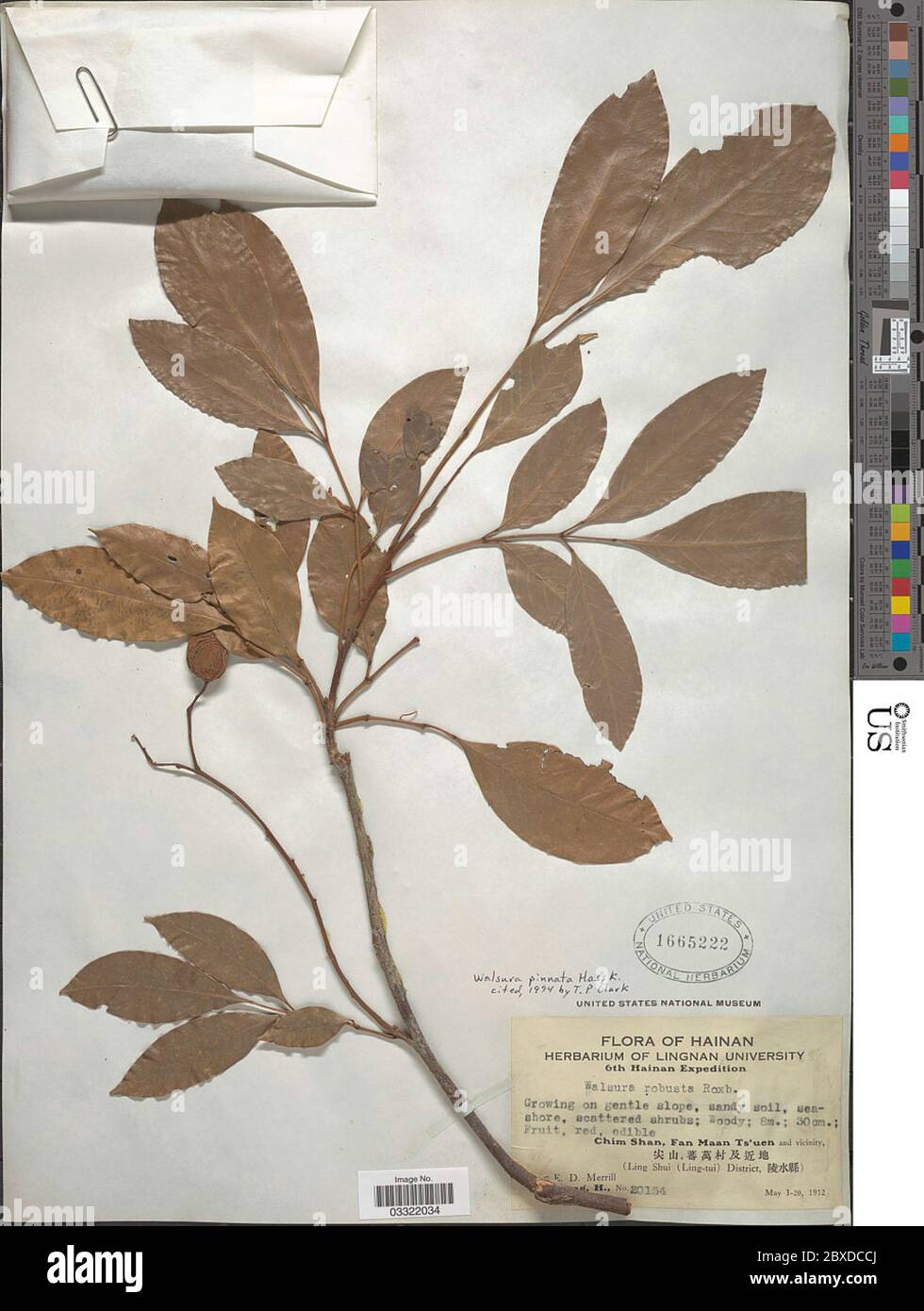 Walsura pinnata Hassk Walsura pinnata Hassk Stock Photo - Alamy